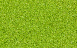 Water Lentils – Sustainable Planet