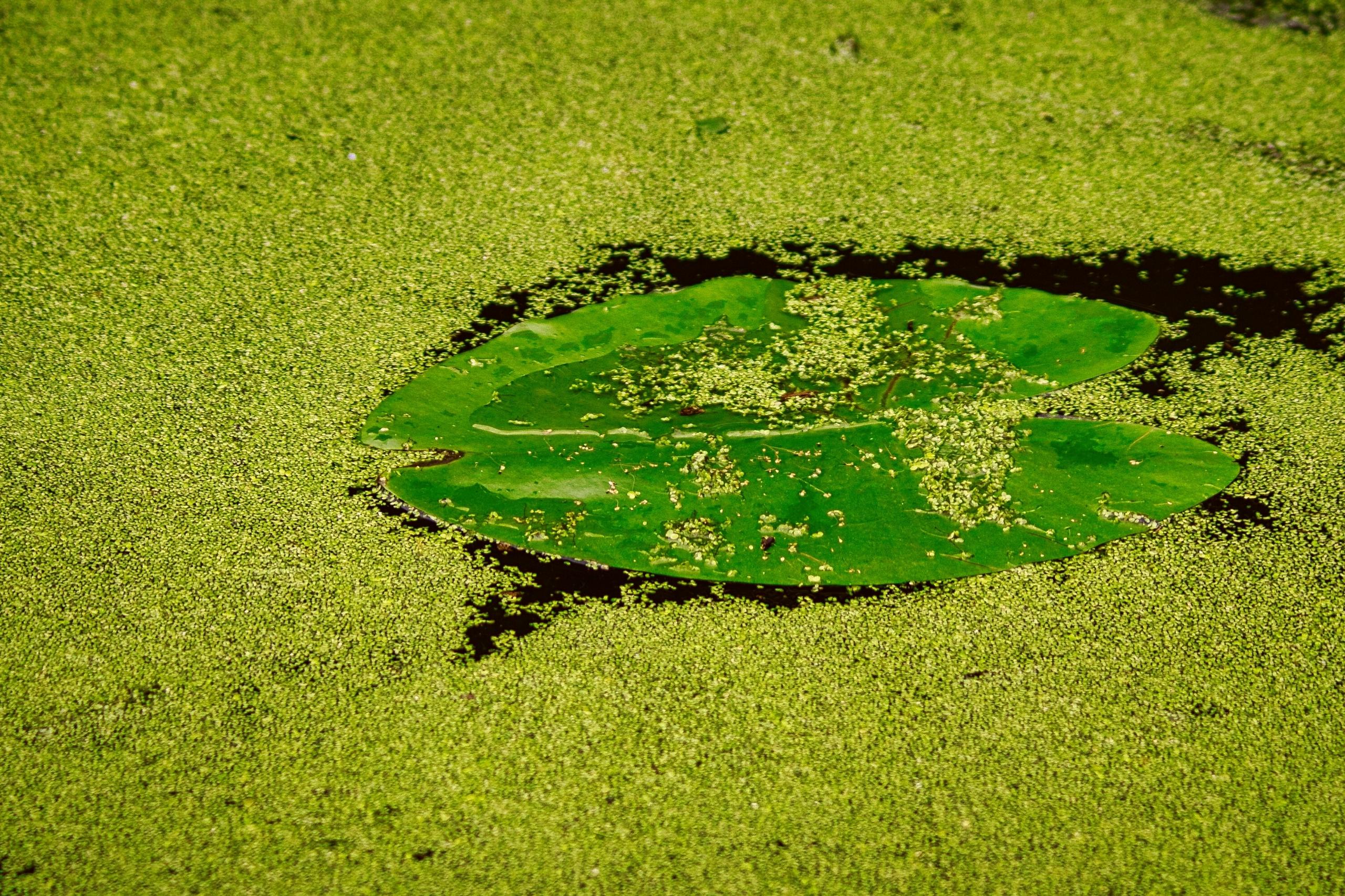 Duckweed – Sustainable Planet