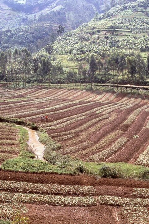 Intensive agriculture – Sustainable Planet